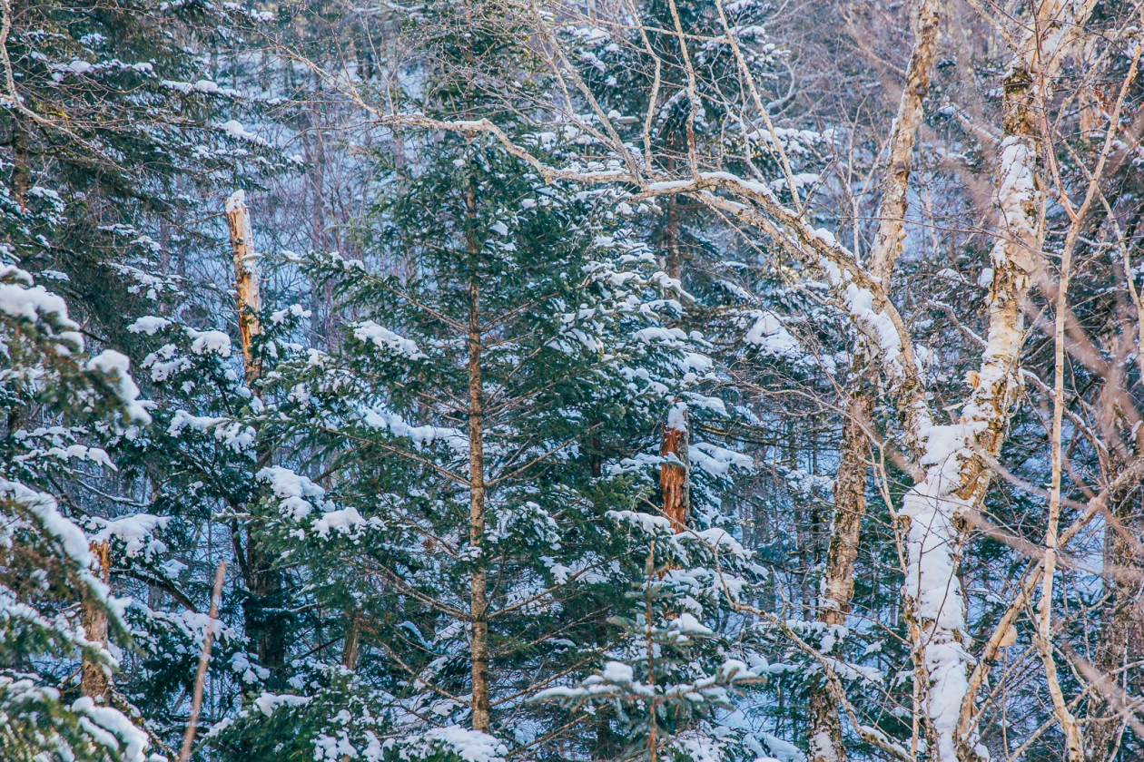 Снег, ветер и мороз: прогноз погоды на Рождество в Приморье - PrimaMedia.ru