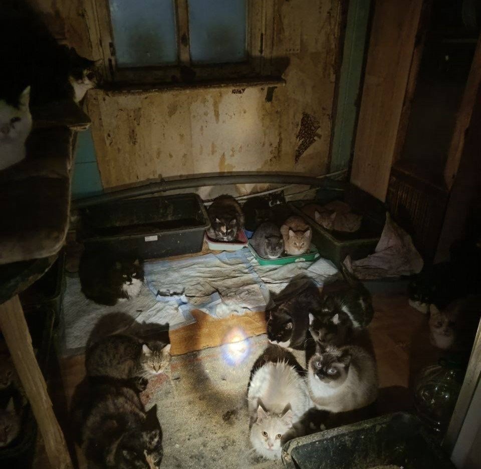 50 котов и кошек спаслись от гибели - AmurMedia.ru